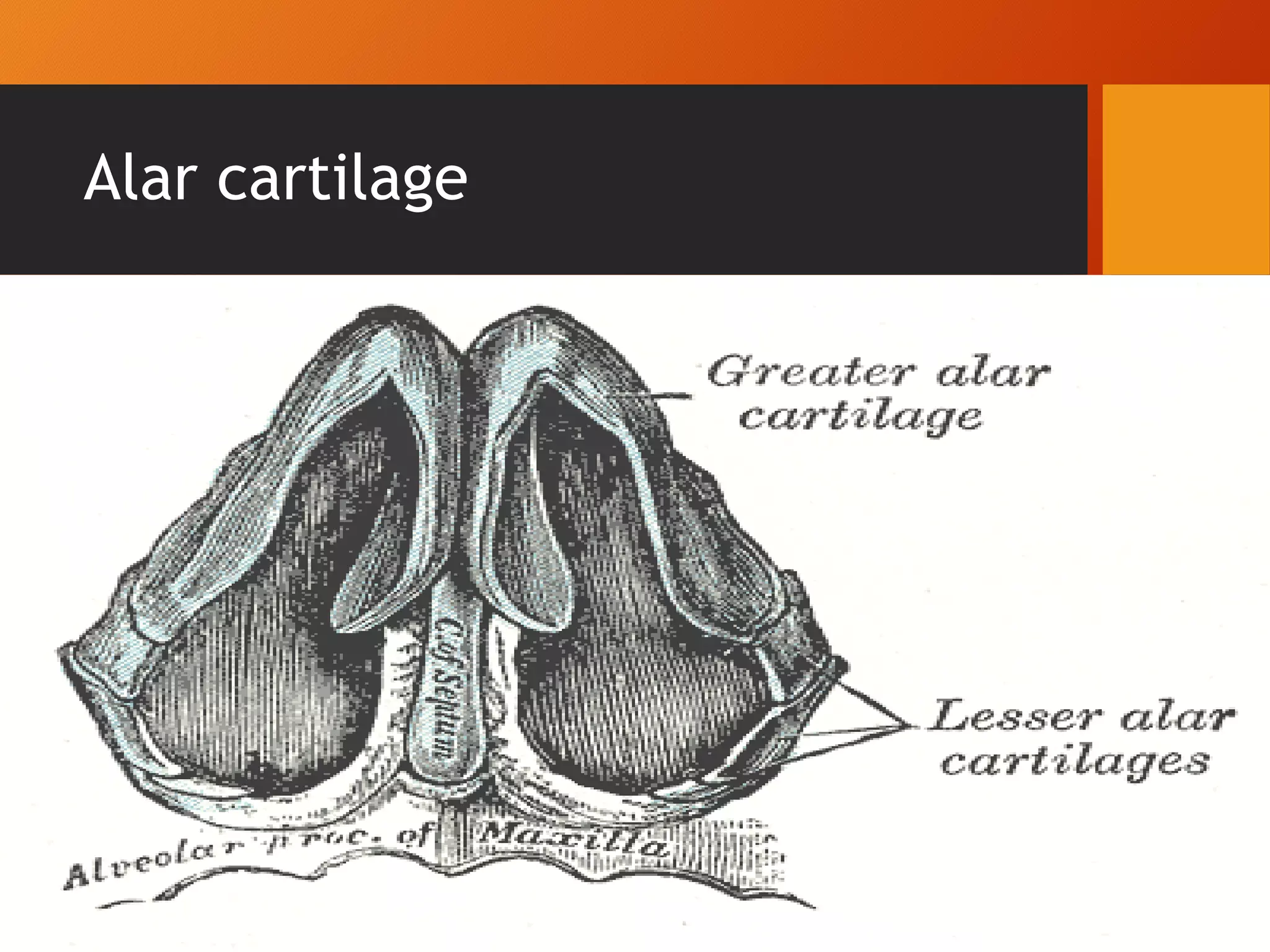 Nose and nasal cavity anatomy | PPTX