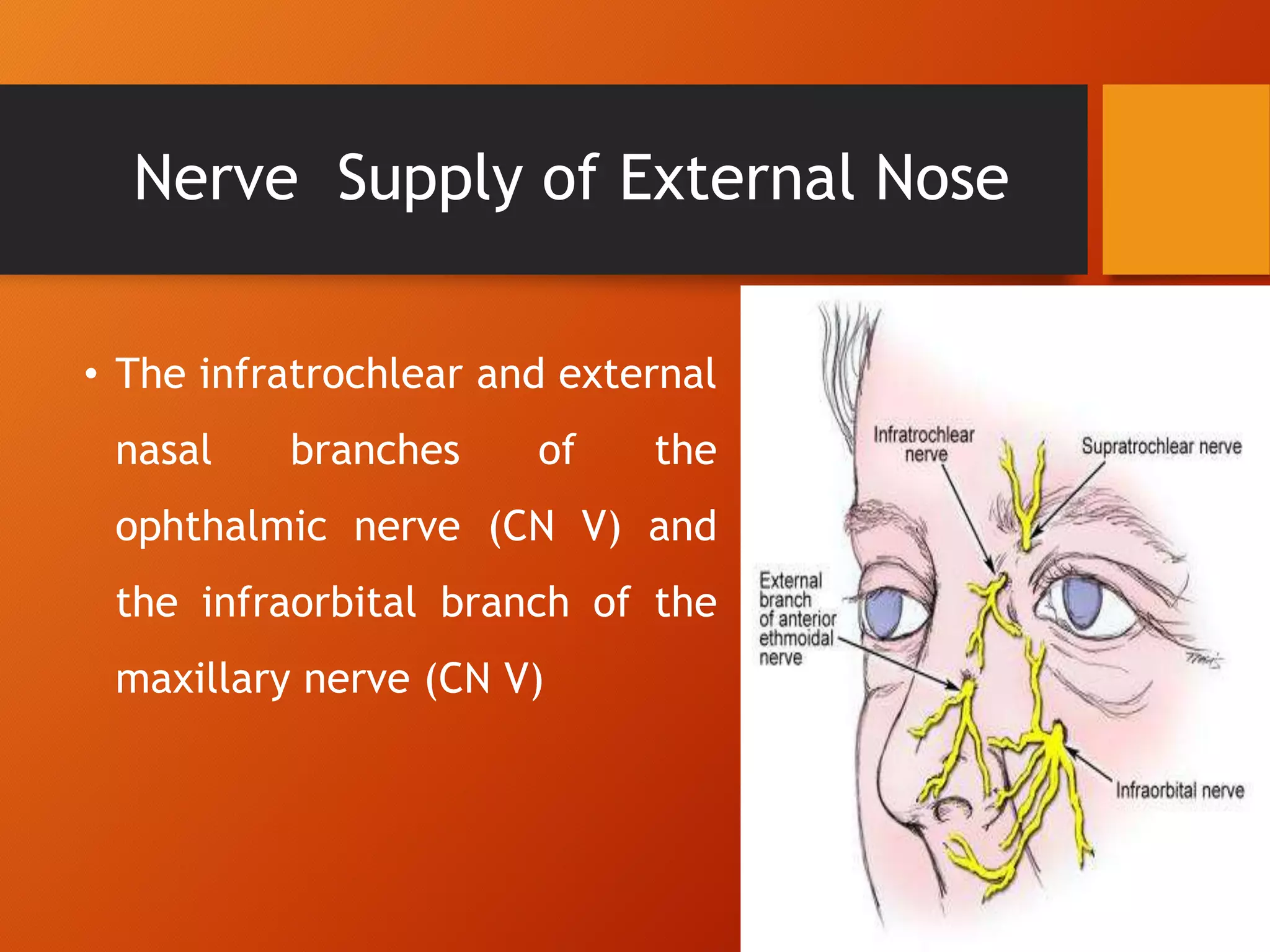 Nose and nasal cavity anatomy | PPTX
