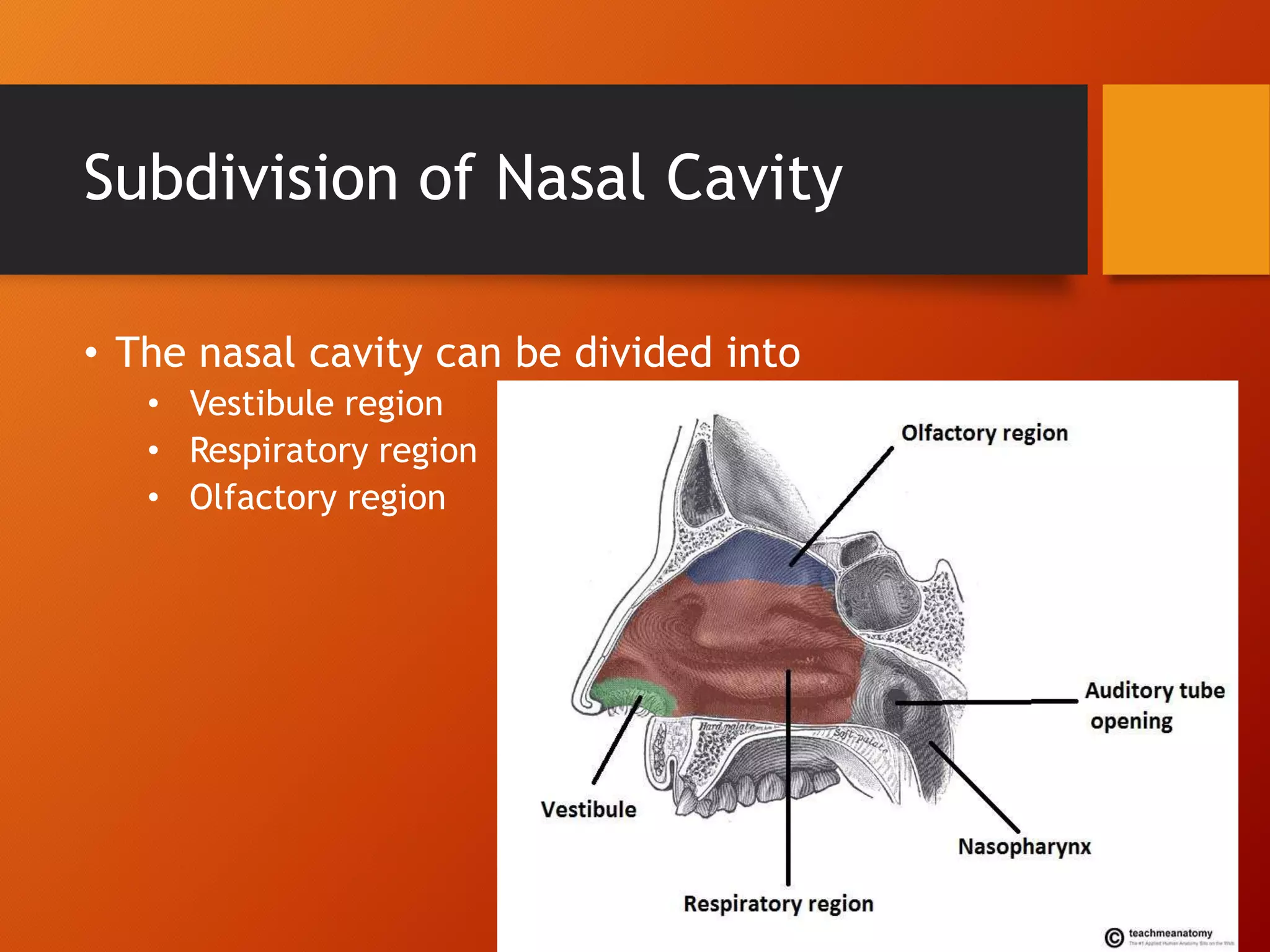 Nose and nasal cavity anatomy | PPTX