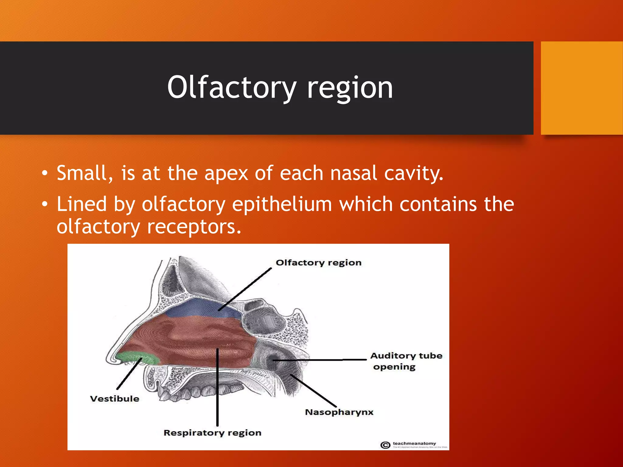 Nose and nasal cavity anatomy | PPTX