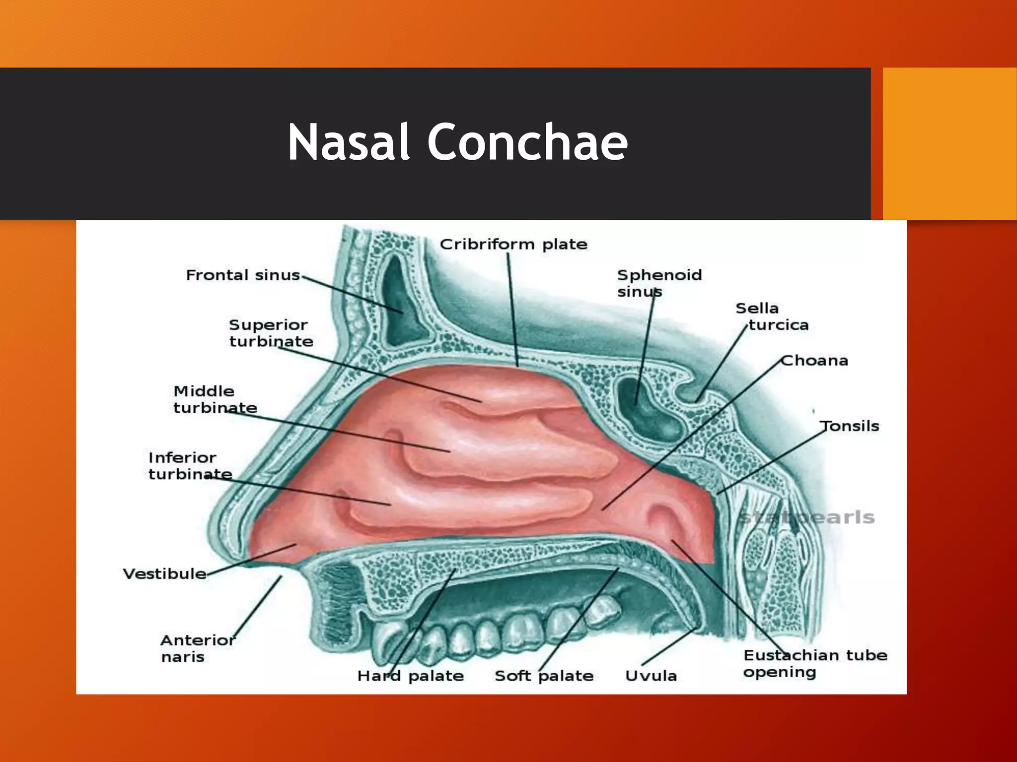 Nose and nasal cavity anatomy | PPTX