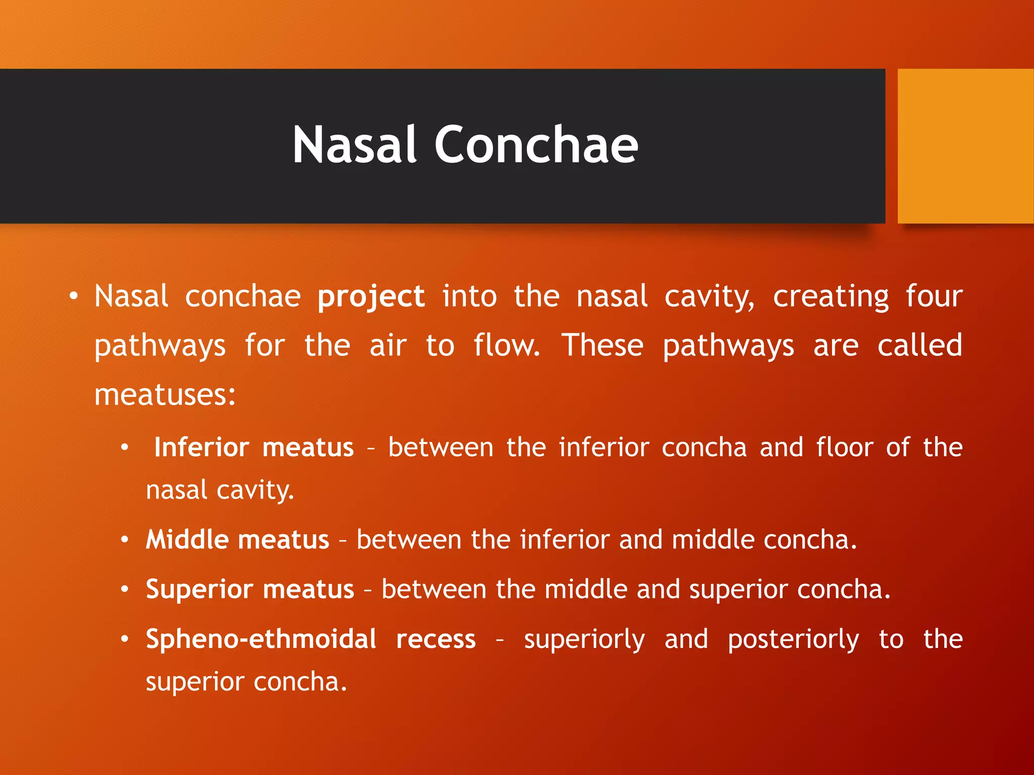 Nose and nasal cavity anatomy | PPTX