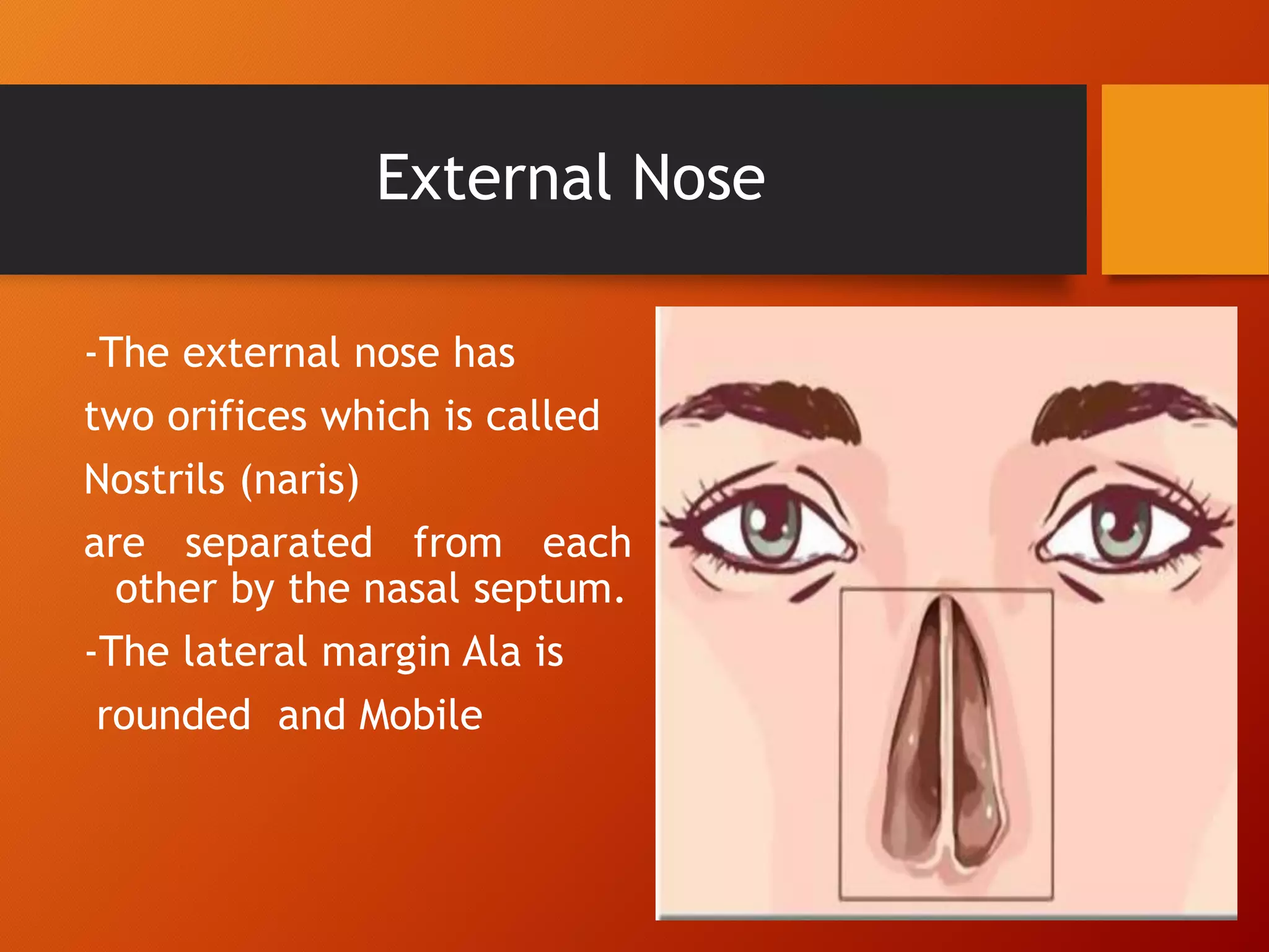 Nose And Nasal Cavity Anatomy Ppt