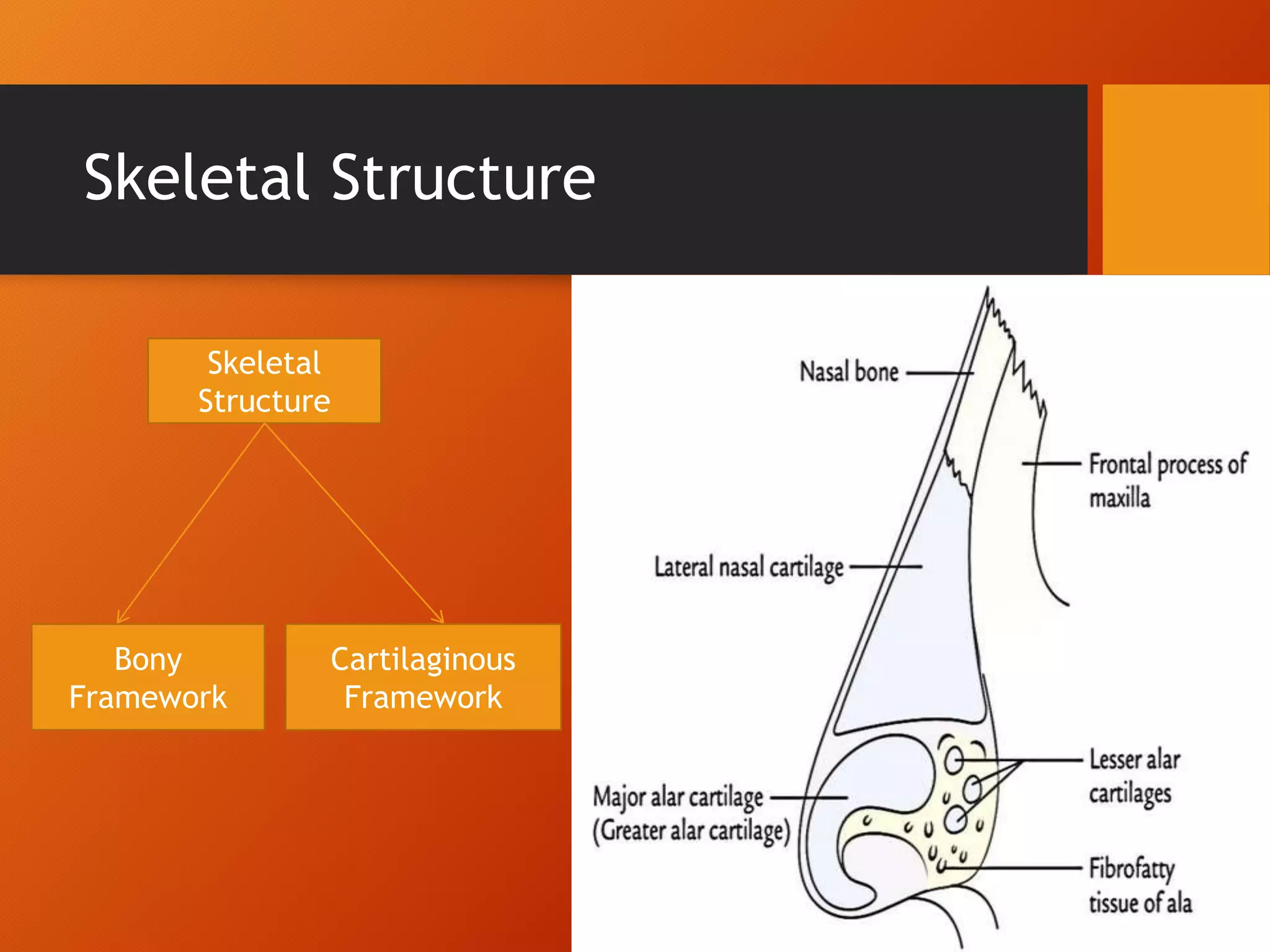 Nose and nasal cavity anatomy | PPTX