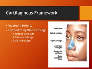 Nose and nasal cavity anatomy | PPTX