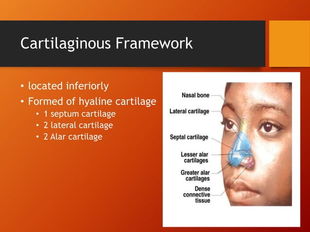 Nose and nasal cavity anatomy | PPTX