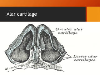 Nose and nasal cavity anatomy | PPTX