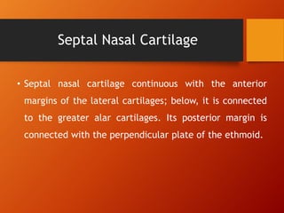 Nose and nasal cavity anatomy | PPTX