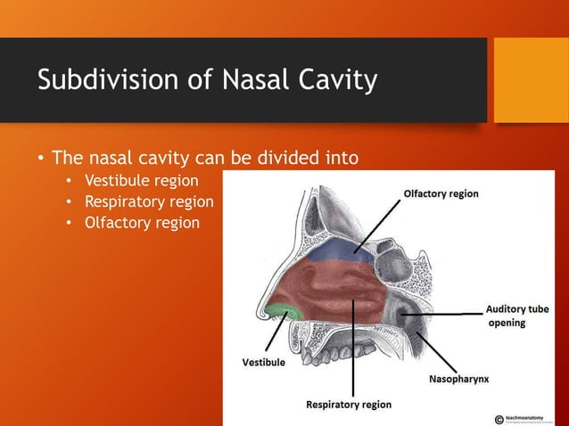 Nose and nasal cavity anatomy | PPT