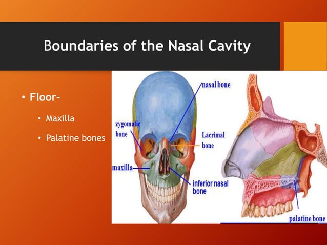 Nose and nasal cavity anatomy | PPTX