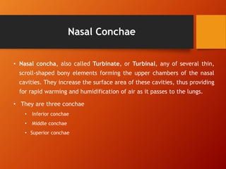 Nose and nasal cavity anatomy | PPTX