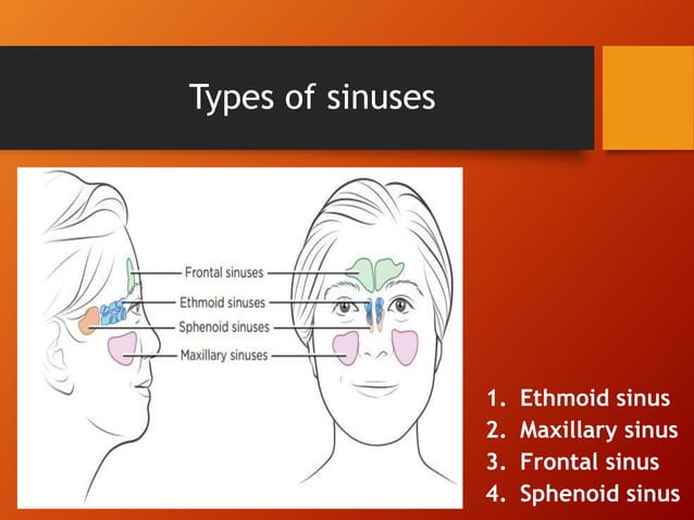 Nose and nasal cavity anatomy | PPTX