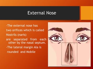 Nose and nasal cavity anatomy | PPTX