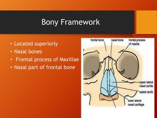 Nose and nasal cavity anatomy | PPTX