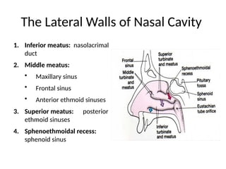 NOSE AND PARANASAL AIR SINUSES. WITH CLINICAL CORRELATIONS | PPTX