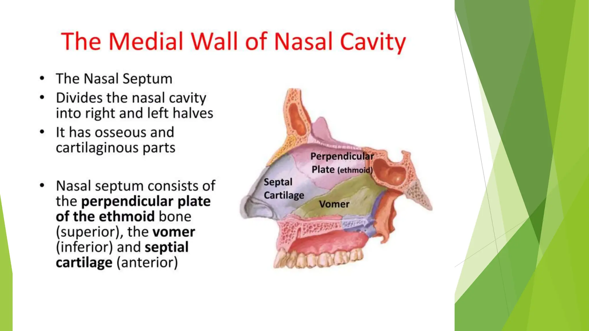 NOSE AND PARANASAL sinuses PPT & diagrams | PPT