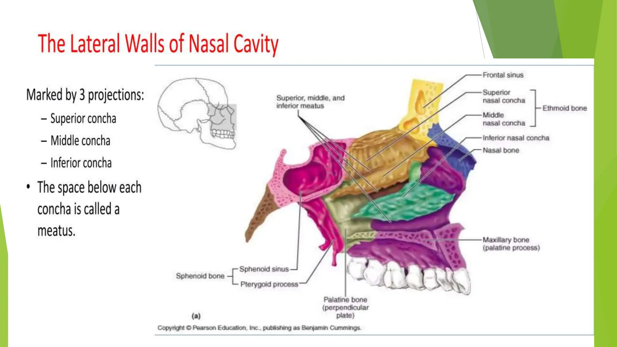 NOSE AND PARANASAL sinuses PPT & diagrams | PPT