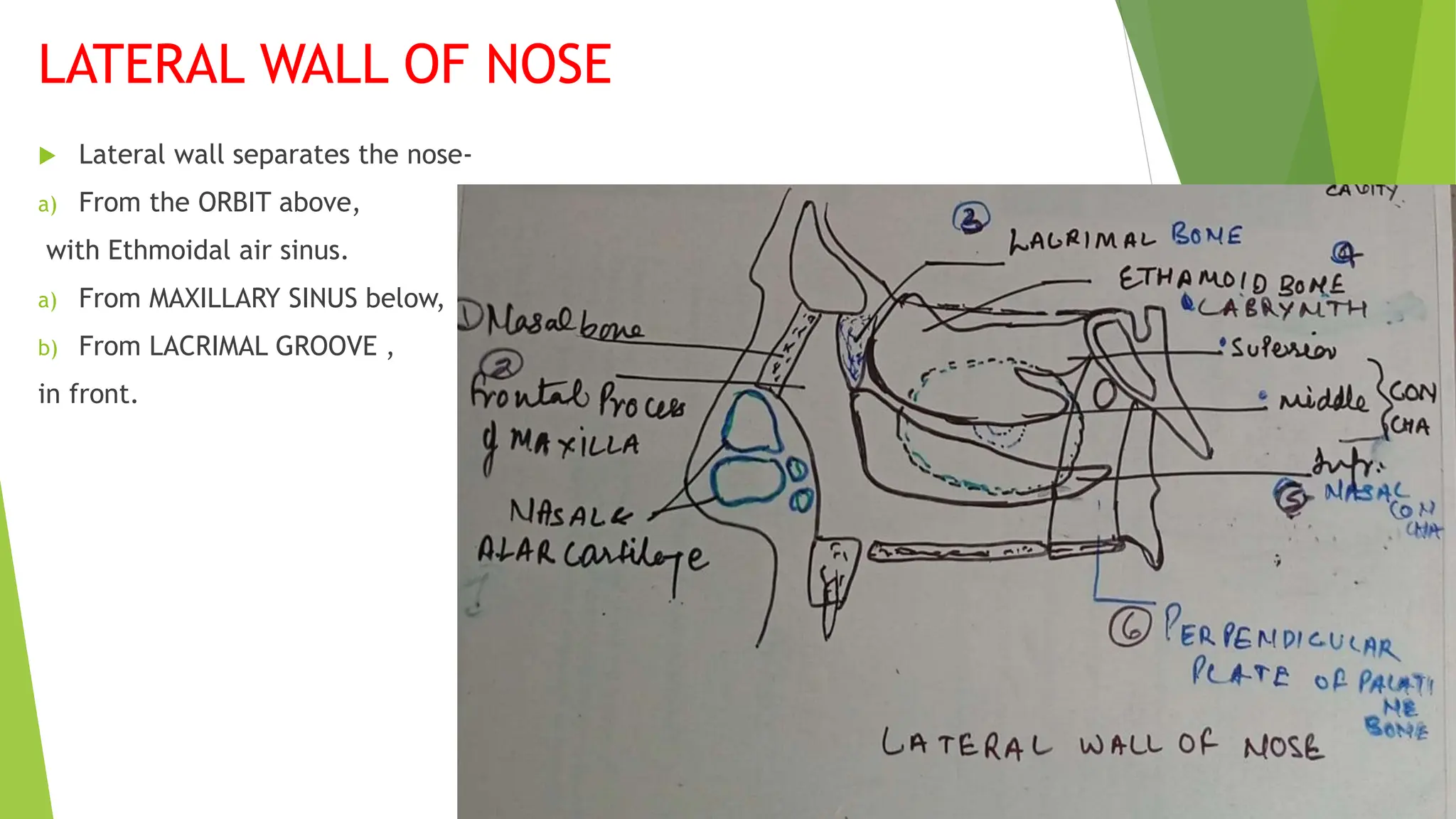 NOSE AND PARANASAL sinuses PPT & diagrams | PPT
