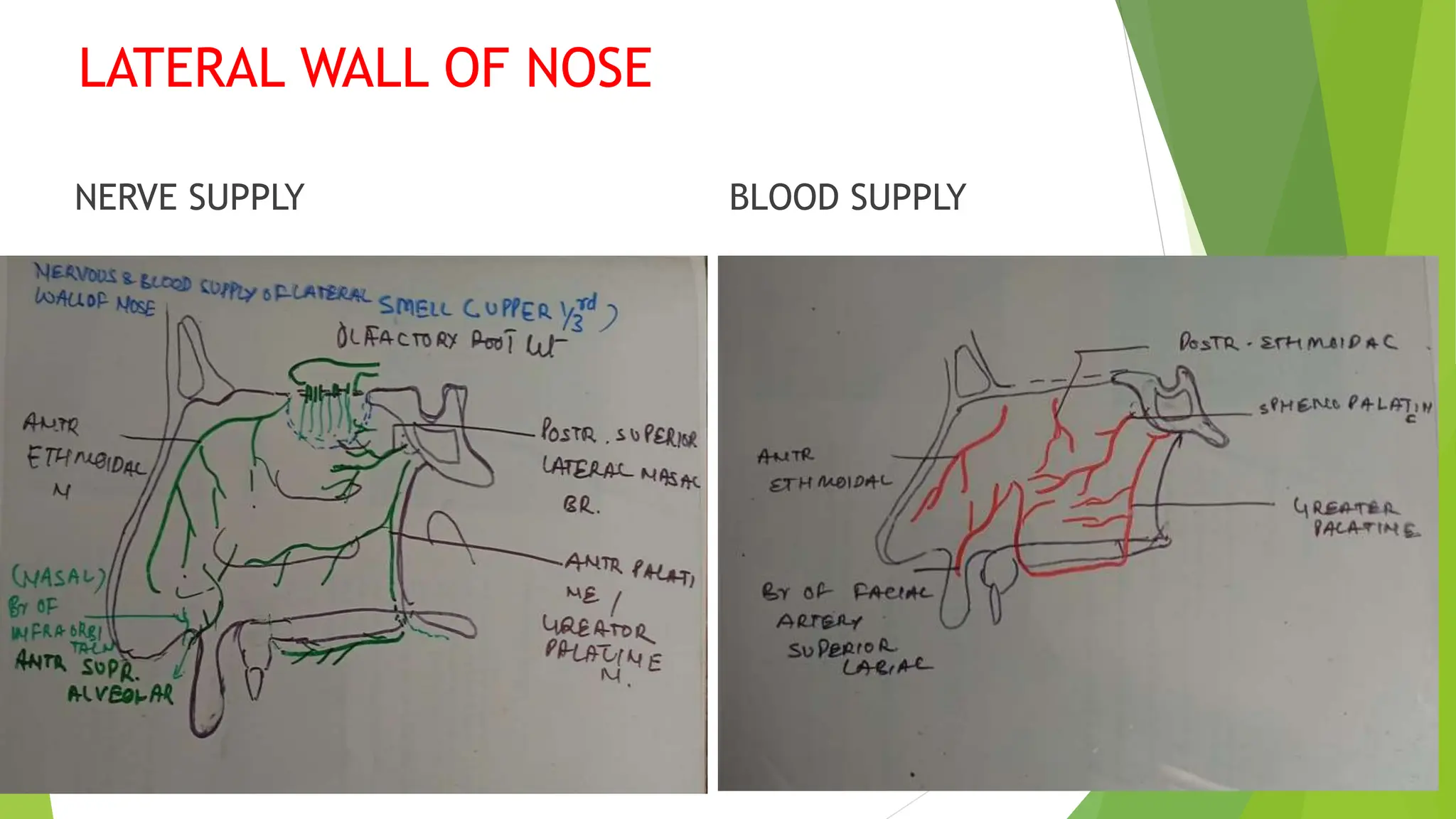 NOSE AND PARANASAL sinuses PPT & diagrams | PPT