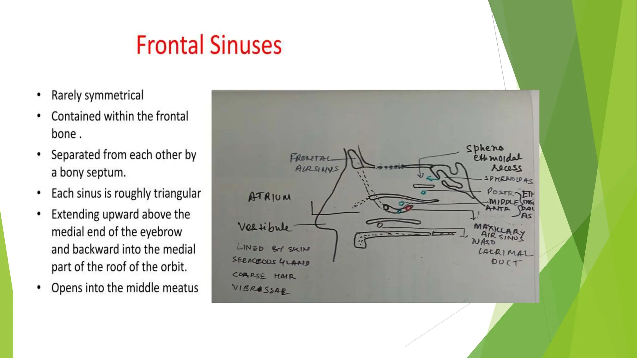 NOSE AND PARANASAL sinuses PPT & diagrams | PPTX