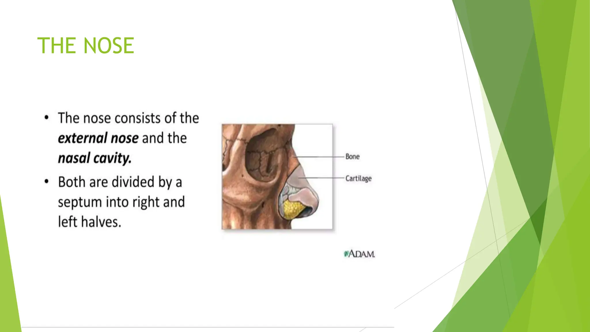 NOSE AND PARANASAL sinuses PPT & diagrams | PPTX