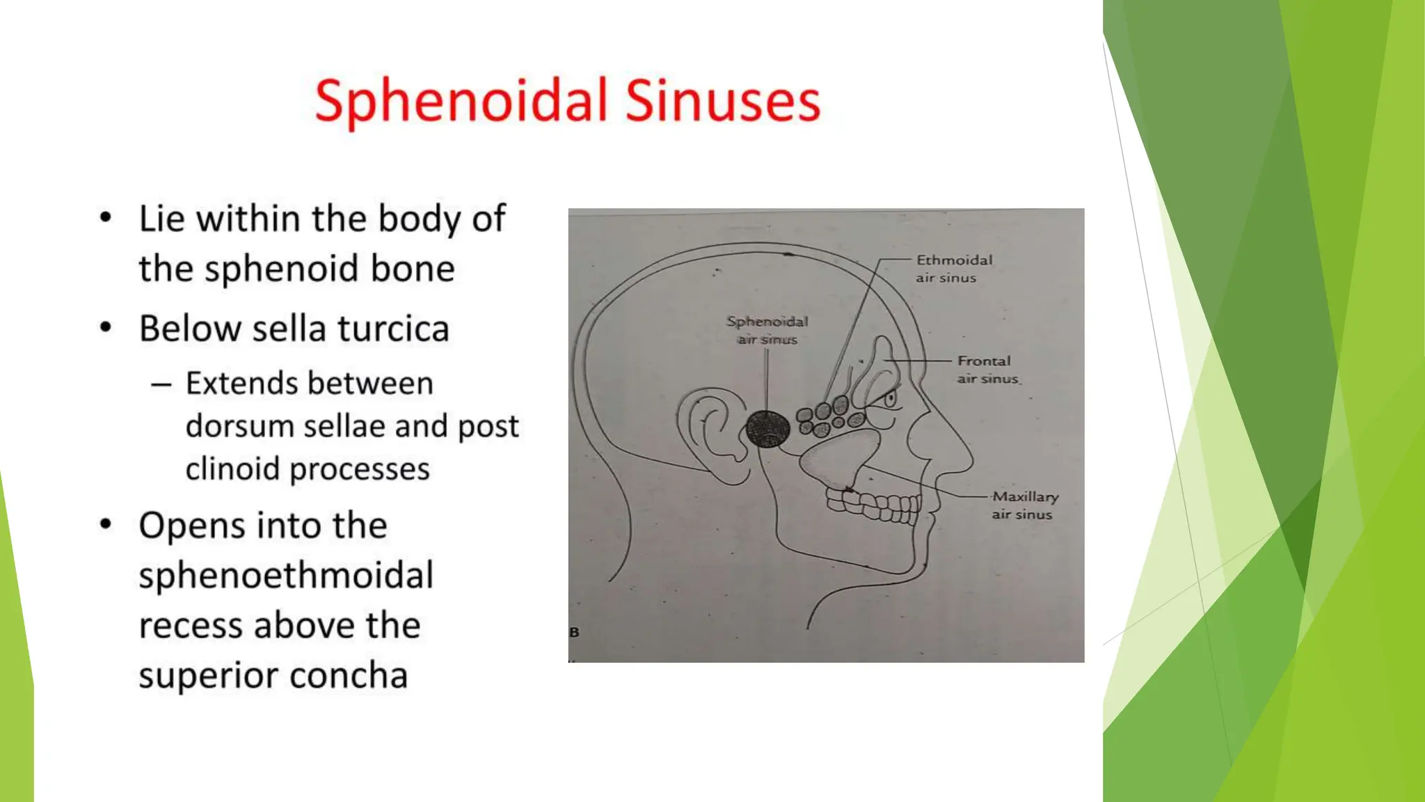NOSE AND PARANASAL sinuses PPT & diagrams | PPT