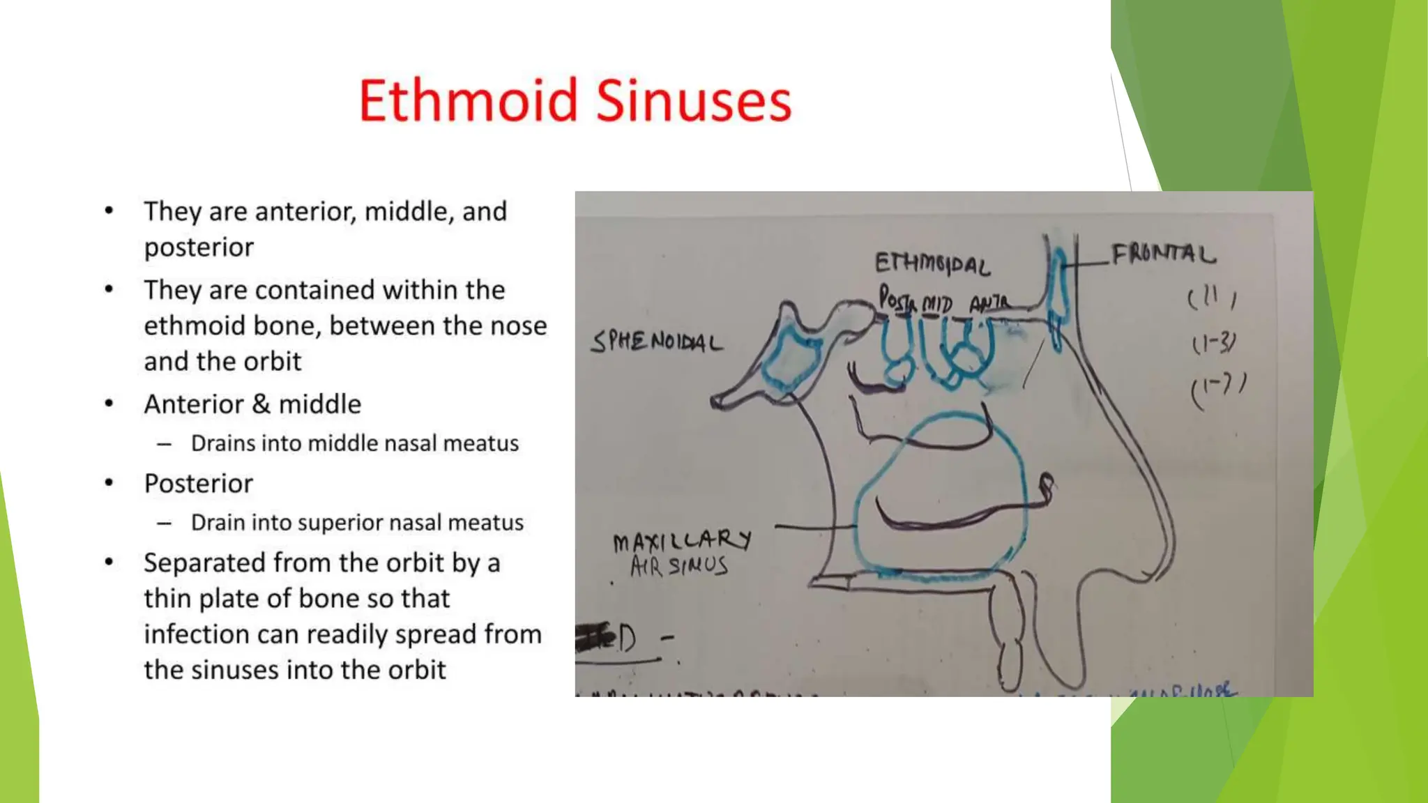 NOSE AND PARANASAL sinuses PPT & diagrams | PPT