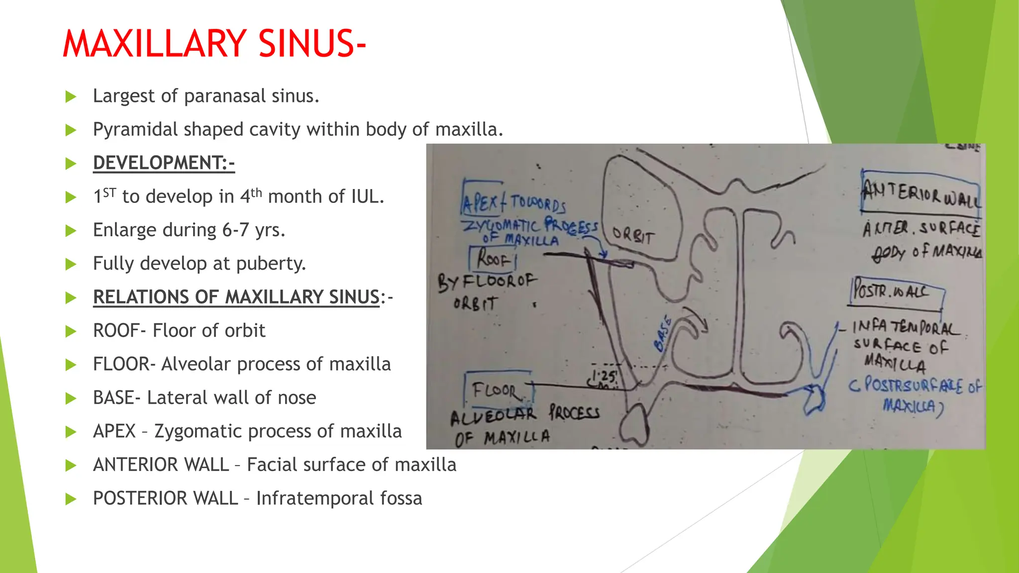 NOSE AND PARANASAL sinuses PPT & diagrams | PPT