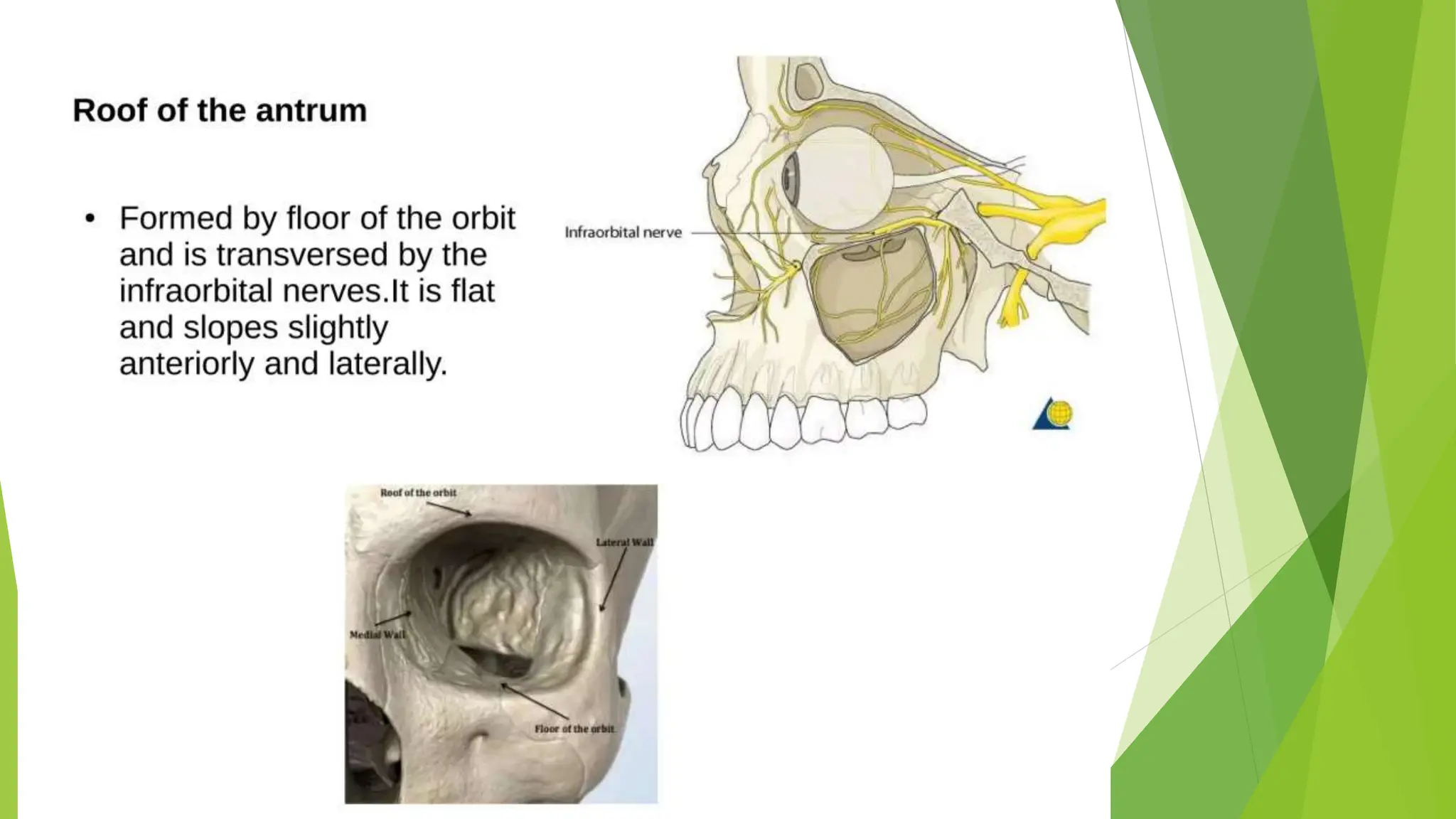 NOSE AND PARANASAL sinuses PPT & diagrams | PPT