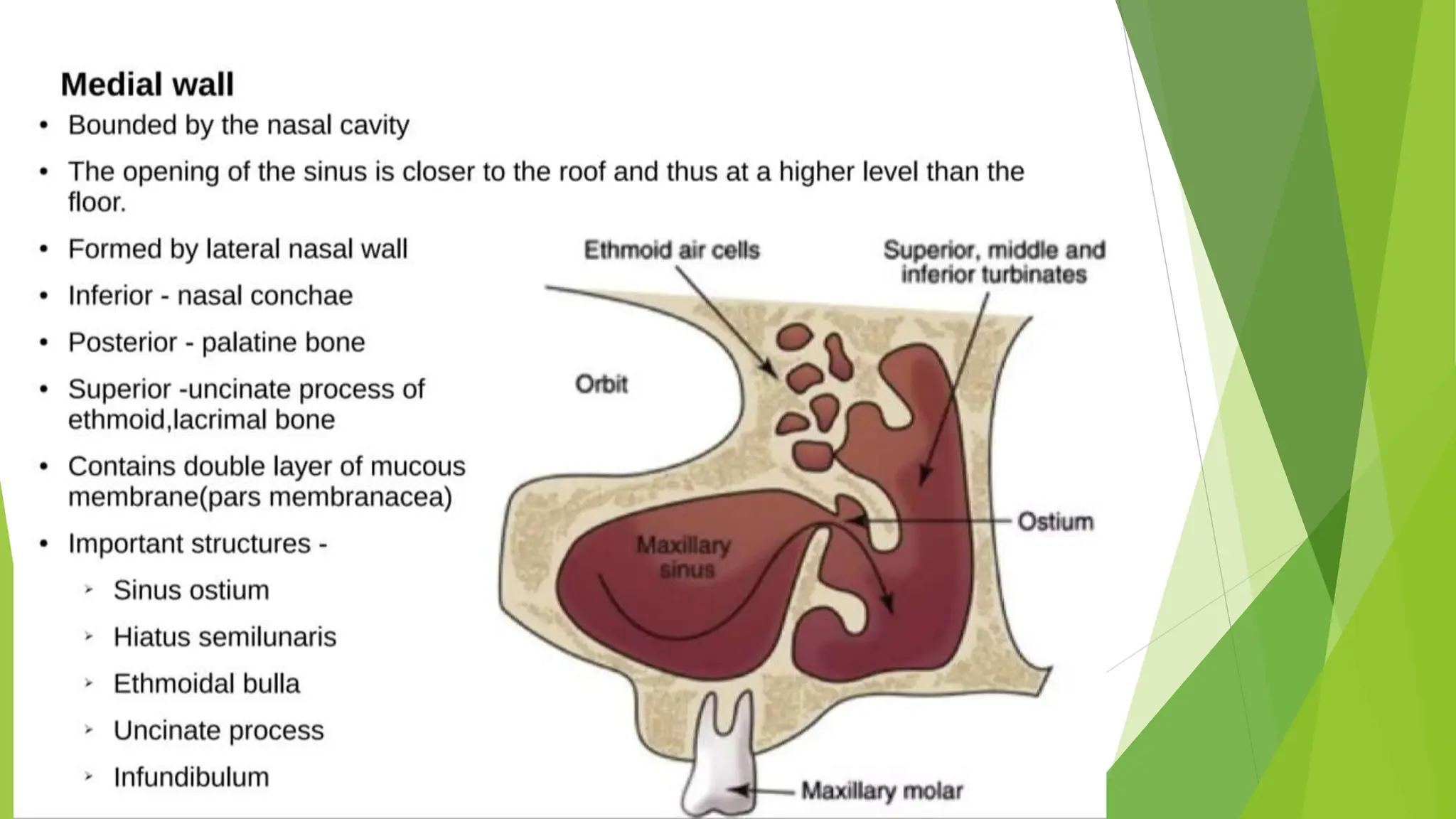 NOSE AND PARANASAL sinuses PPT & diagrams | PPT