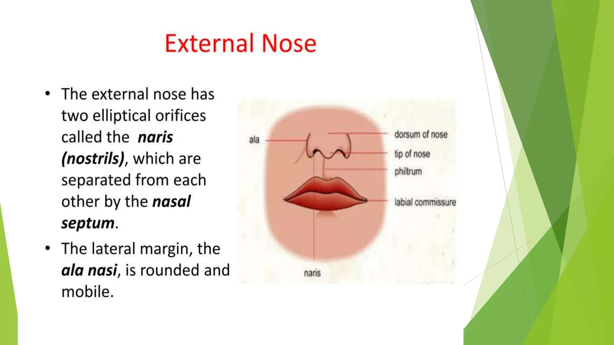NOSE AND PARANASAL sinuses PPT & diagrams | PPT