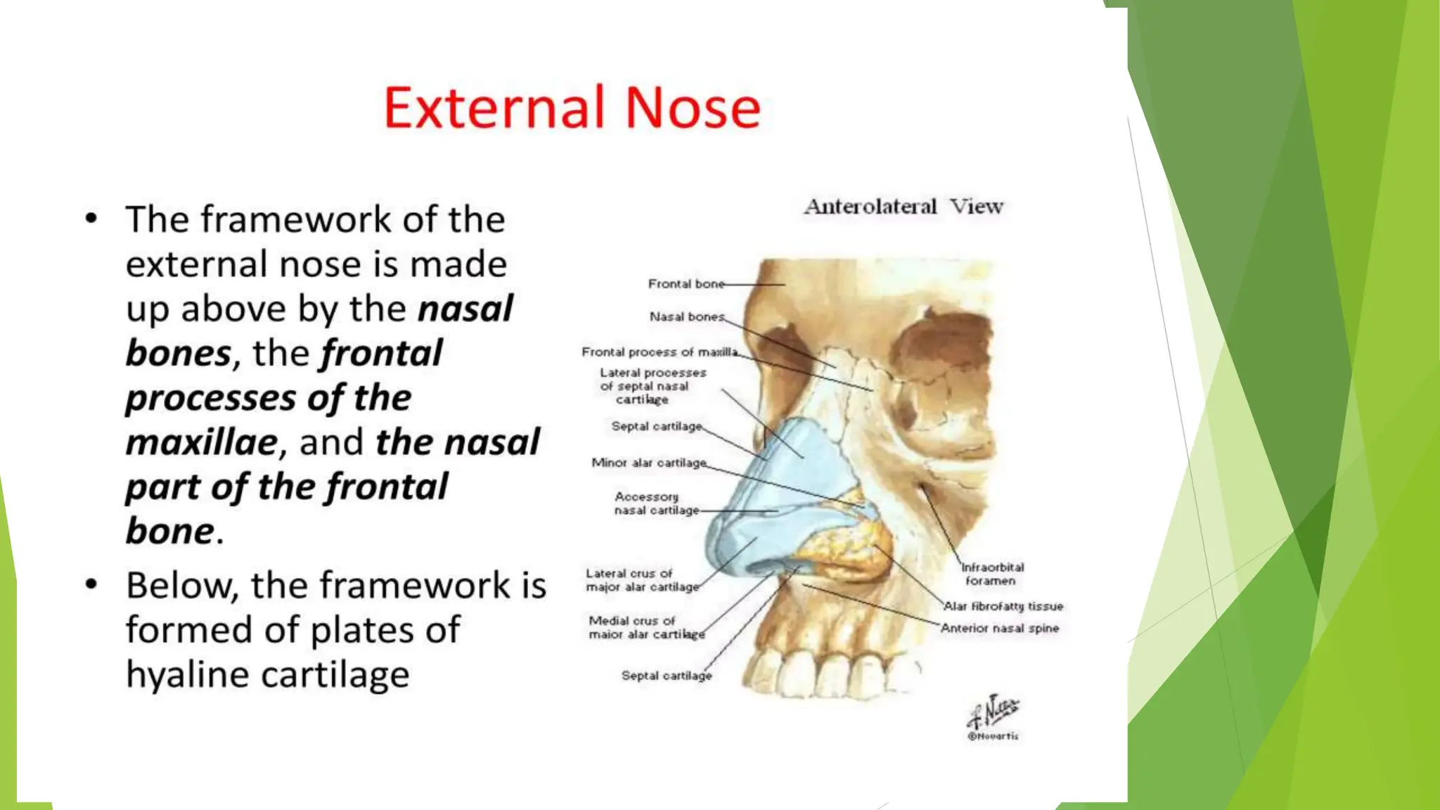 NOSE AND PARANASAL sinuses PPT & diagrams | PPT