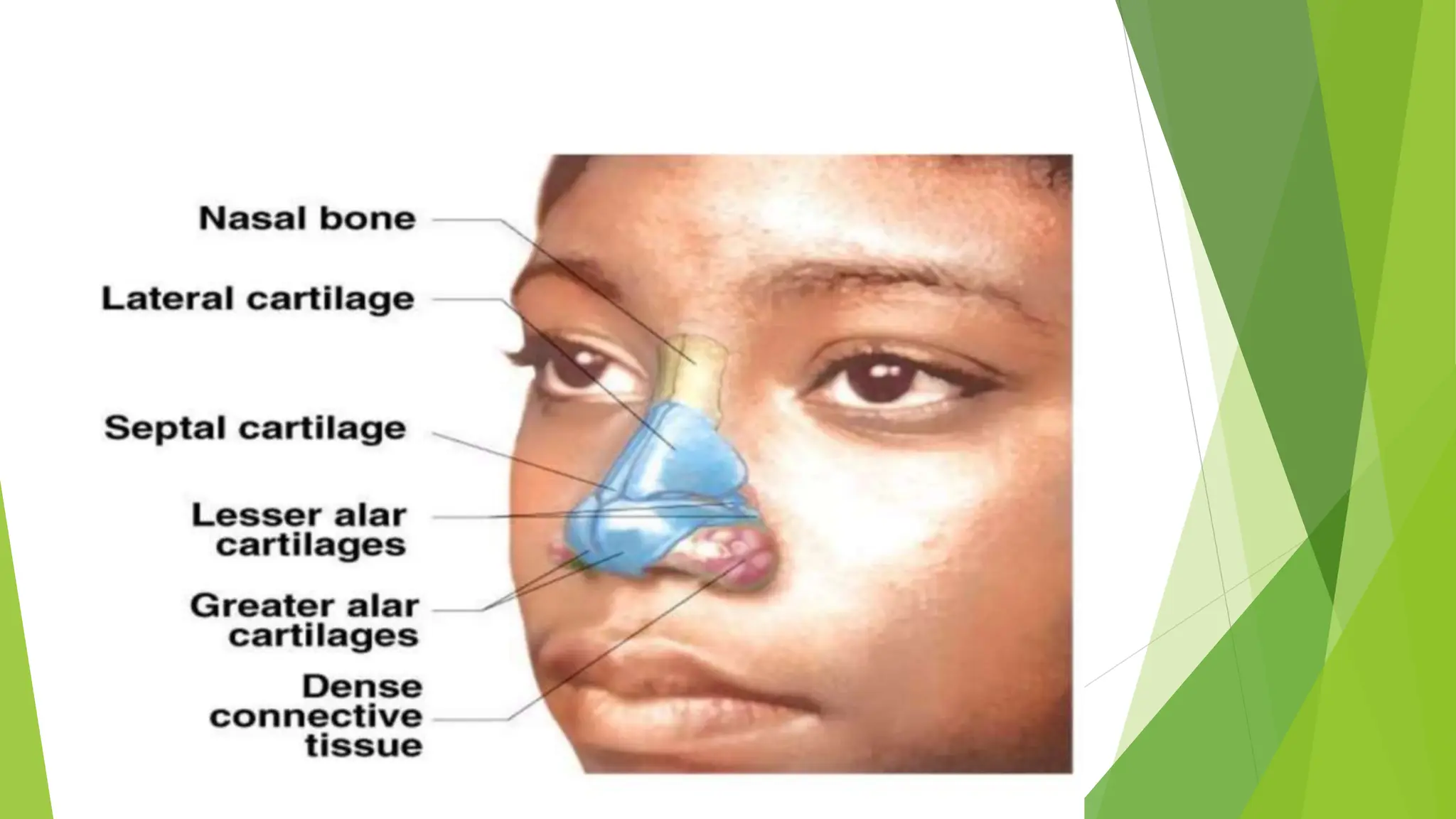 NOSE AND PARANASAL sinuses PPT & diagrams | PPT
