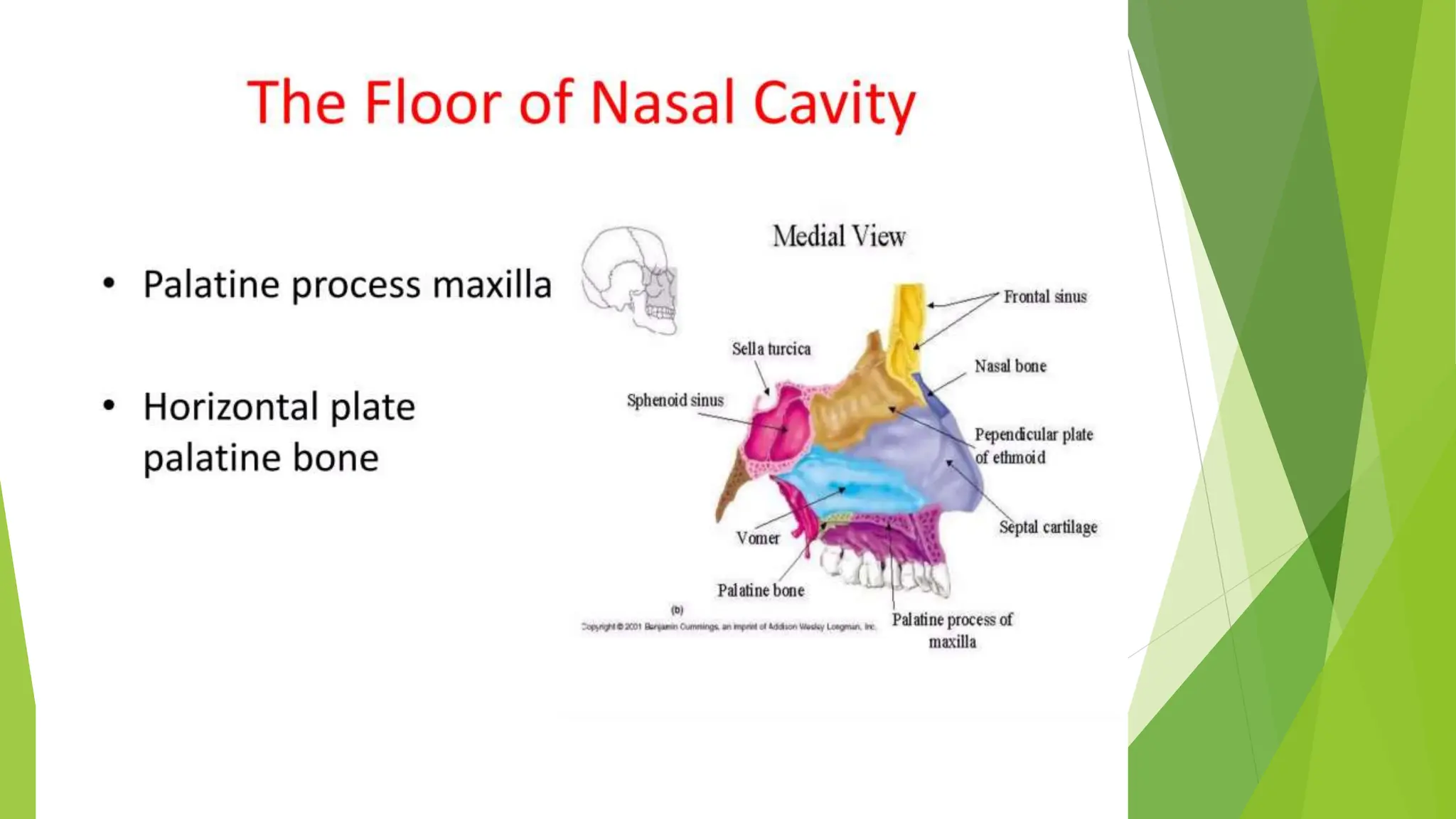NOSE AND PARANASAL sinuses PPT & diagrams | PPT