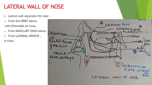 NOSE AND PARANASAL sinuses PPT & diagrams | PPT