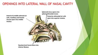 NOSE AND PARANASAL sinuses PPT & diagrams | PPT