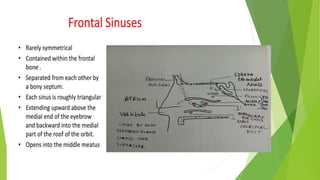 NOSE AND PARANASAL sinuses PPT & diagrams | PPT