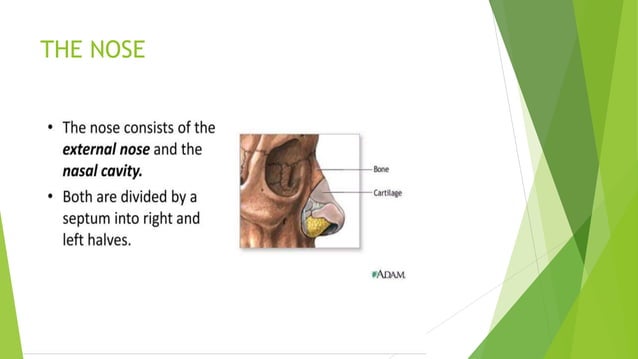 NOSE AND PARANASAL sinuses PPT & diagrams | PPT