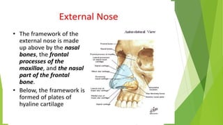 NOSE AND PARANASAL sinuses PPT & diagrams | PPT
