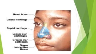 NOSE AND PARANASAL sinuses PPT & diagrams | PPTX