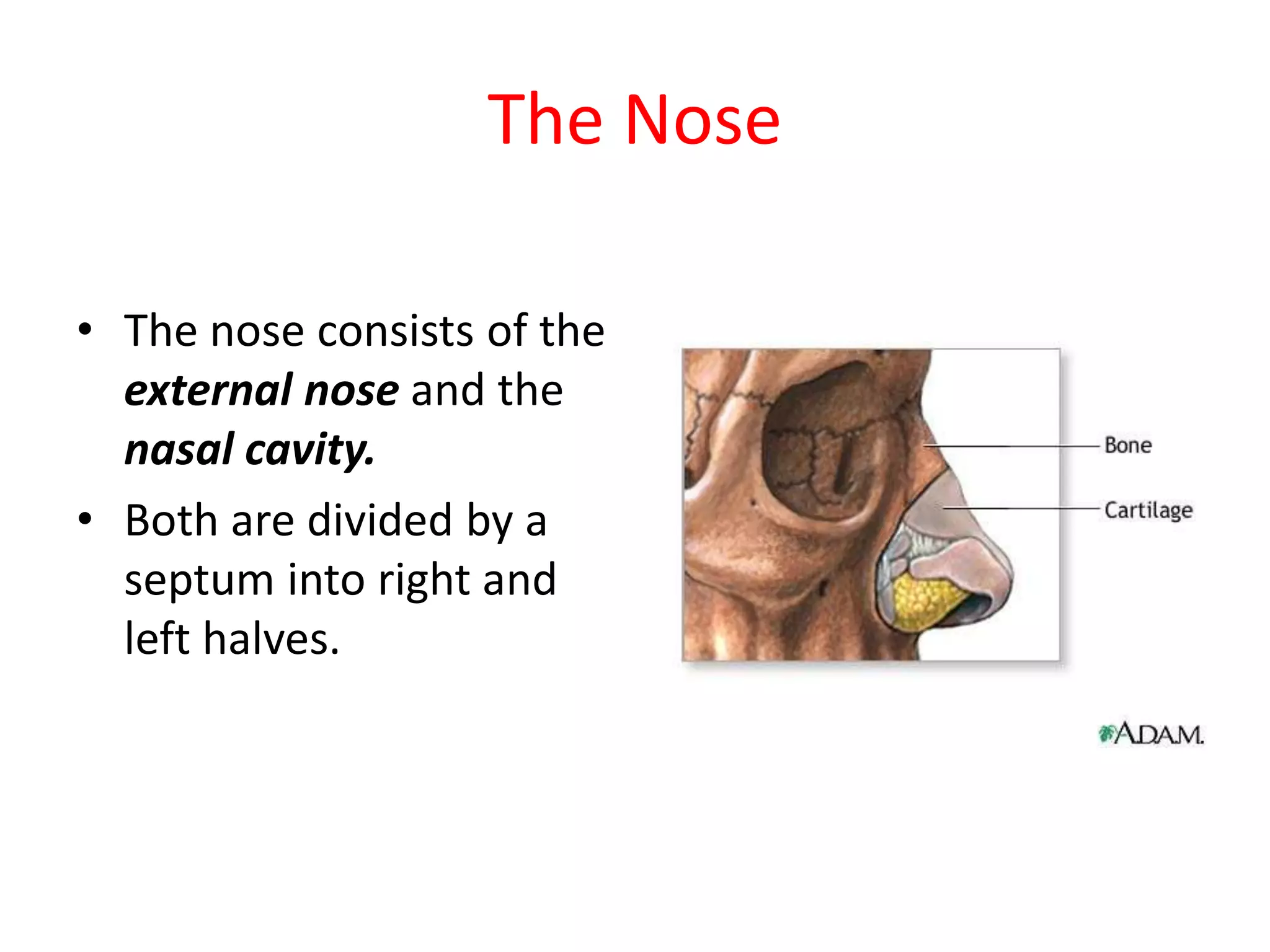 Nose and Paranasal Sinus.pptx