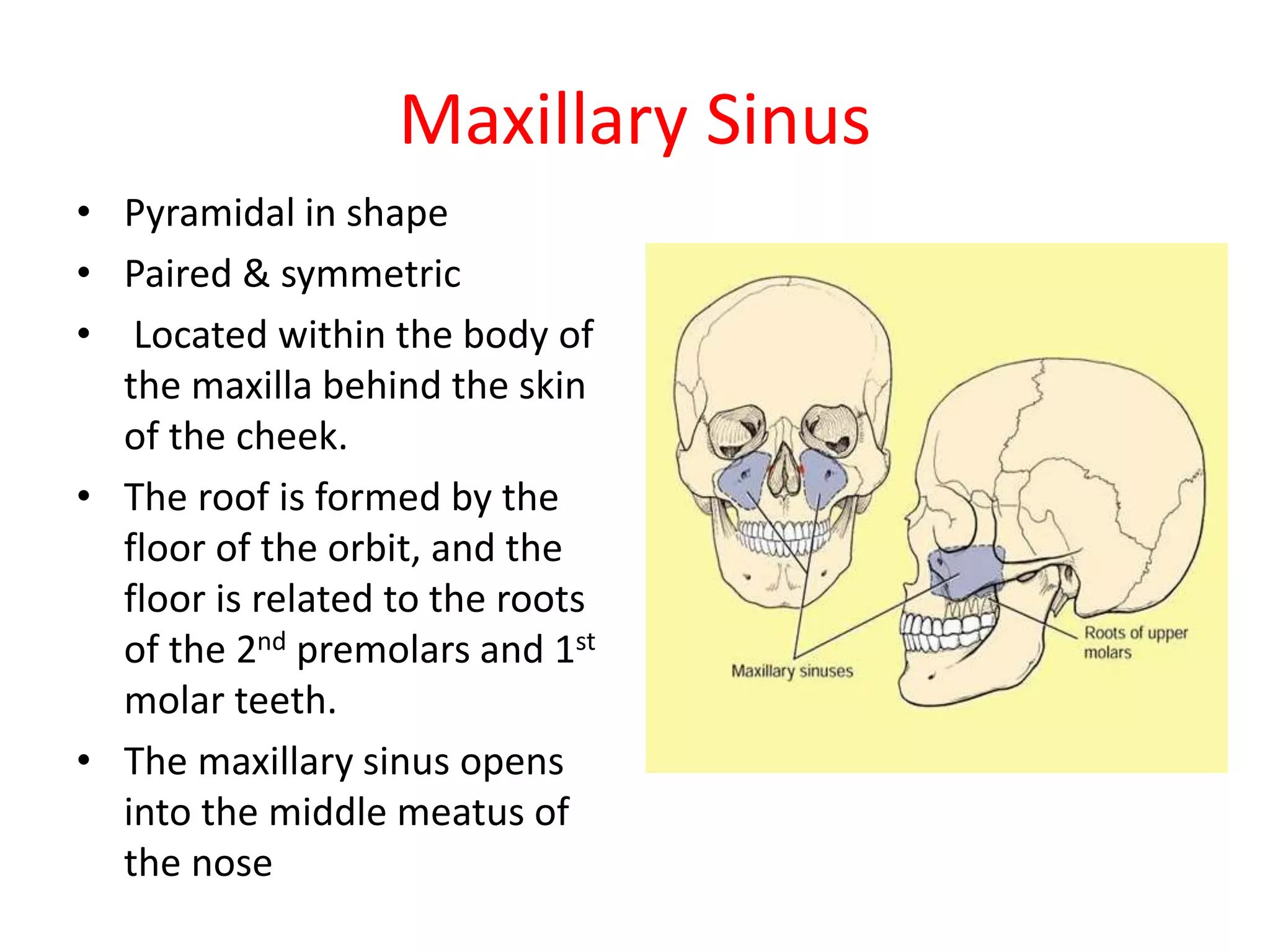 Nose and Paranasal Sinus.pptx