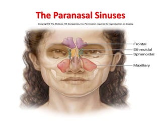 Nose and Paranasal Sinus.pptx