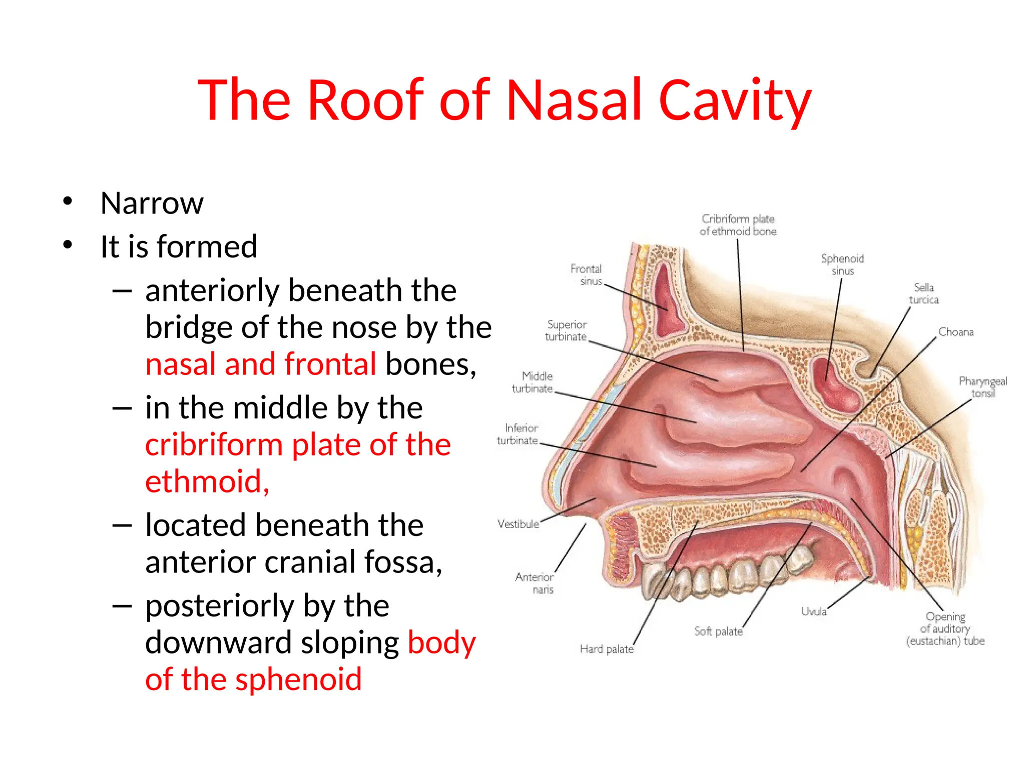 Anatomy of Nose and Paranasal Sinus.pptx