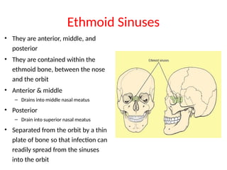 Anatomy of Nose and Paranasal Sinus.pptx