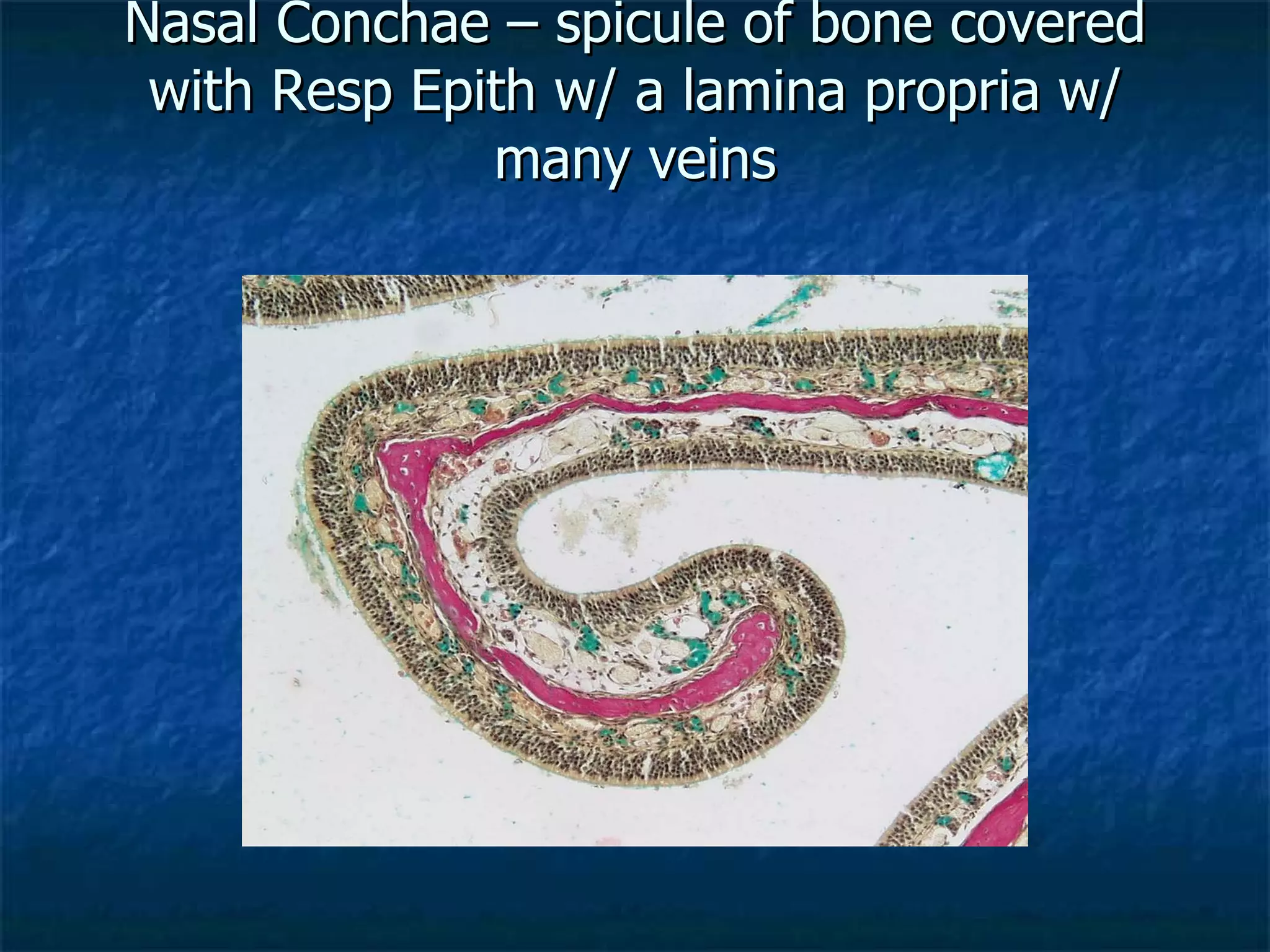 Nose And Paranasal Sinusefinal | PPT