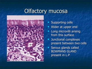 Nose And Paranasal Sinusefinal | PPT