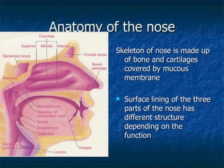 Nose And Paranasal Sinusefinal | PPT