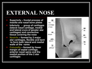 Nose and paranasal sinuses | PPT