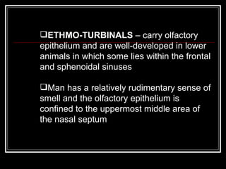 Nose and paranasal sinuses | PPT